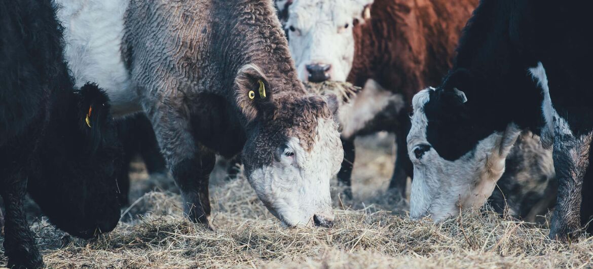 dairy farming – Agaçi Greens